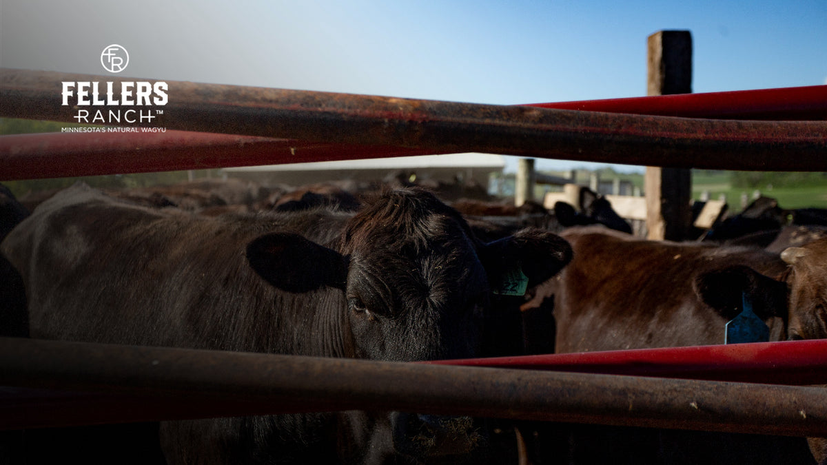 What is Wagyu Beef? | Fellers Ranch™ Minnesota's Finest Wagyu Beef